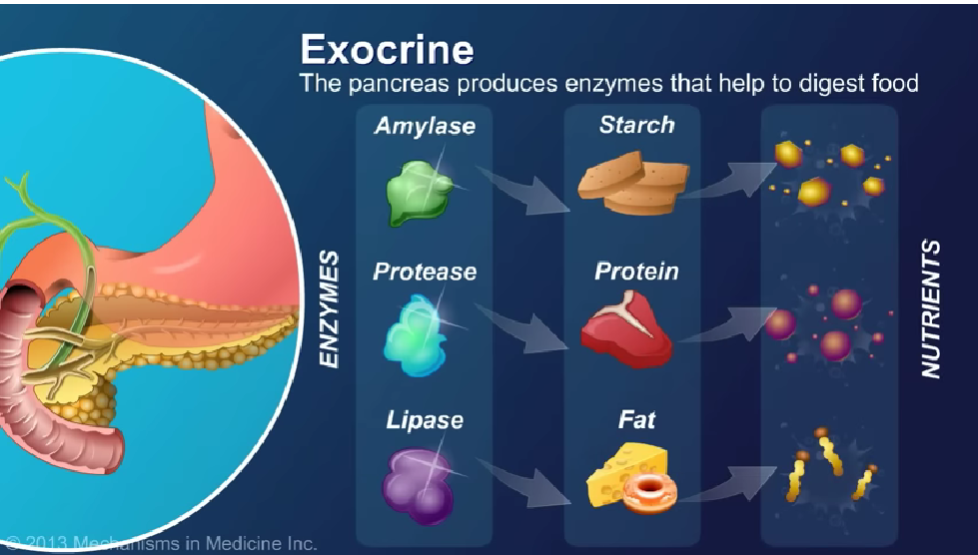 Exocrine Pancreatic Insufficiency (EPI)